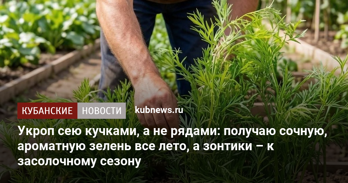Укроп сею кучками, а не рядами: получаю сочную, ароматную зелень все ...